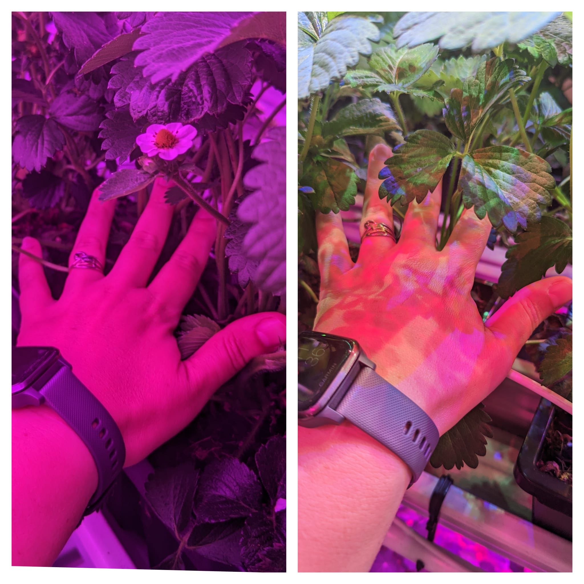 Colruyt Group and MechaTronix unveil the innovative CoolGrow® VF light ...