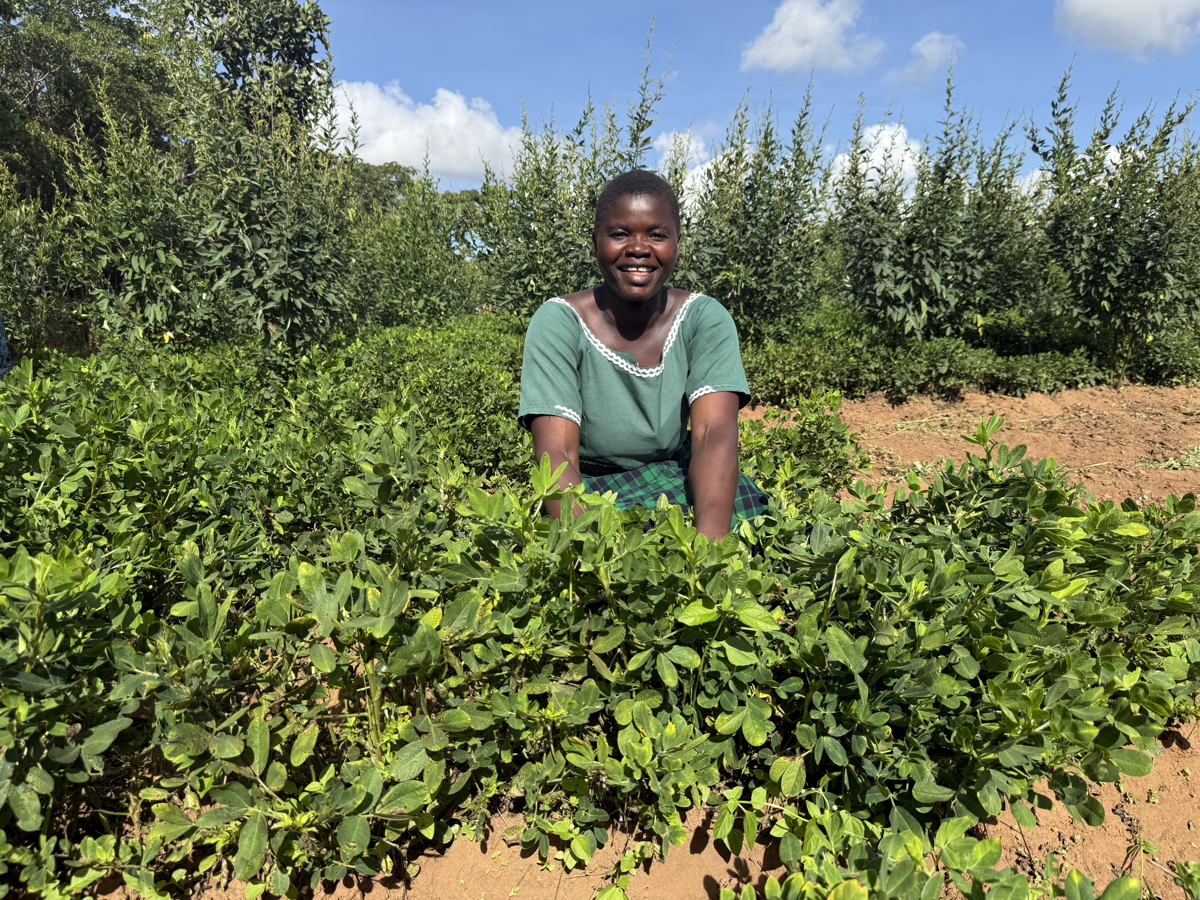 ICRISAT and Malawi Government Release Climate-Resilient Groundnut ...