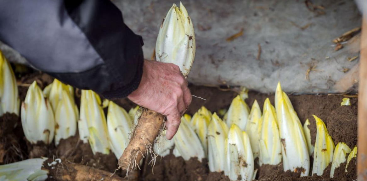 Le chicon Filière Qualité Carrefour: une histoire belge
