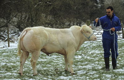 Belgian Blue: The super cow raising eyebrows around the world