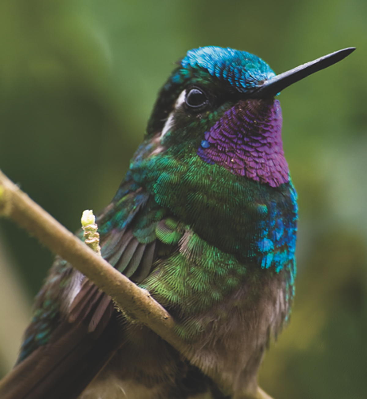 14 animales de Costa Rica y dónde encontrarlos.