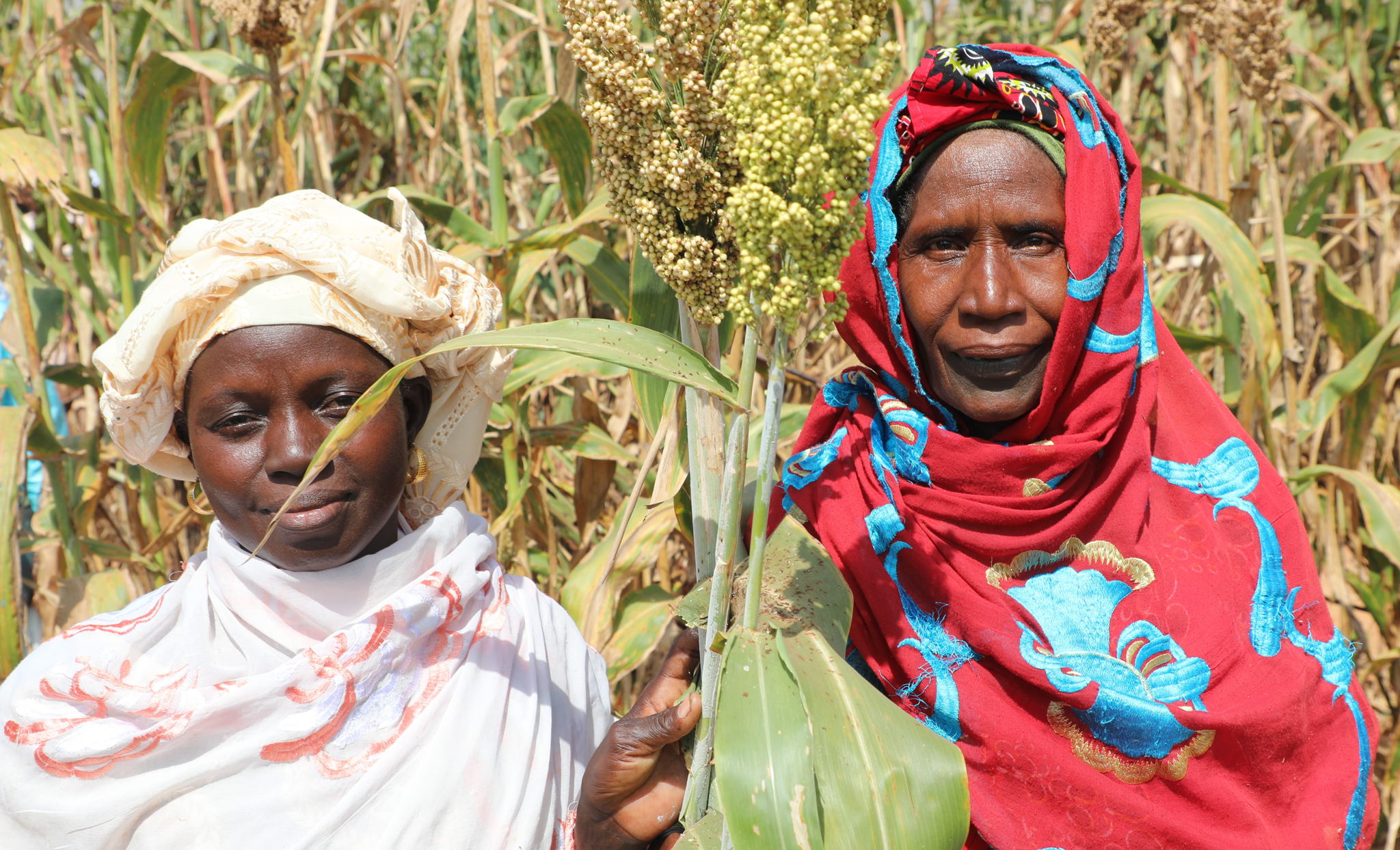 ICRISAT Open Field Day Showcases High-Yield Seeds and Climate-Resilient ...