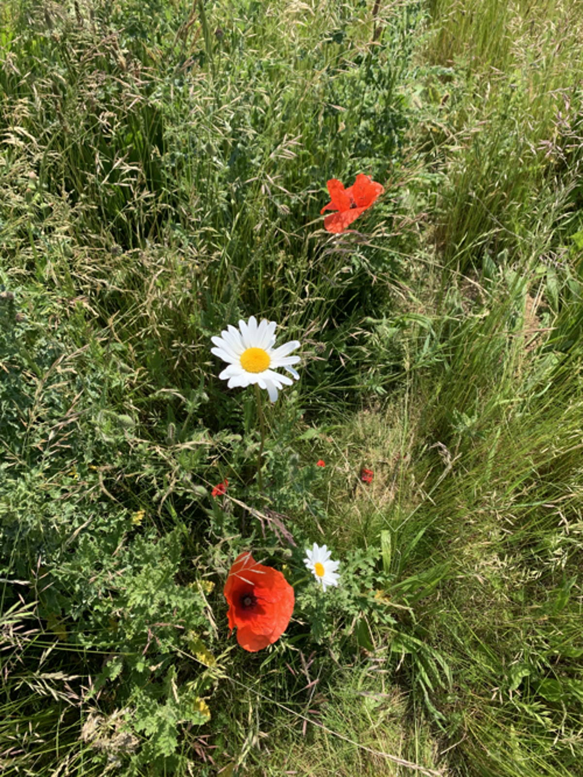 Landbouwer John Van Elsen beheert bijna 30 hectare leefgebied voor ...