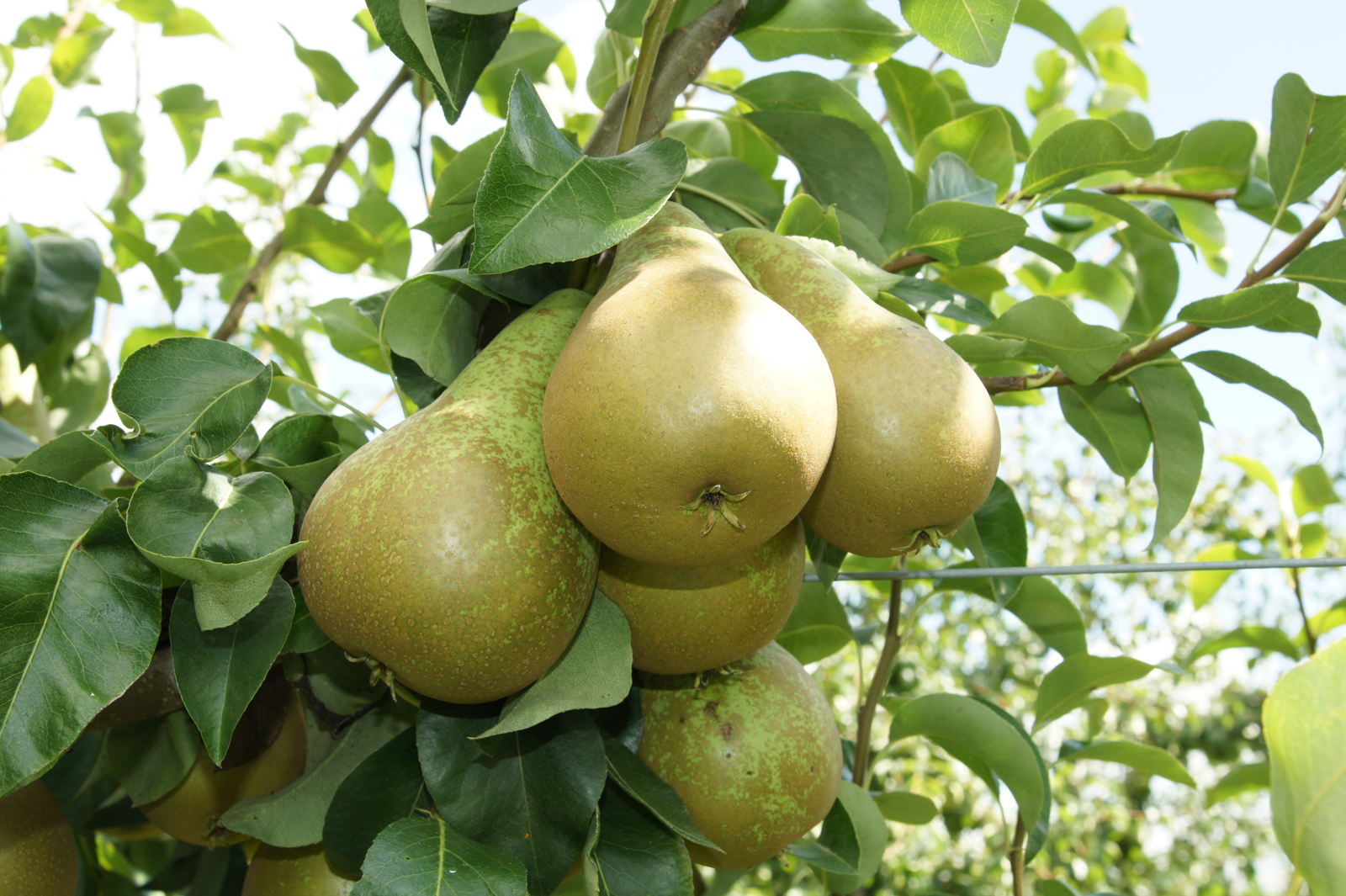 Belgium's finest export products: Conference pears