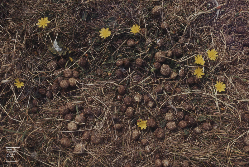 VUB research uncovers the Ecological Impact of Herbivore Dung on Plant ...