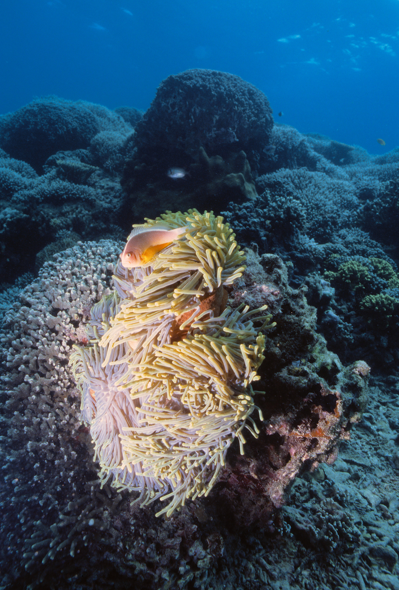Coral larvae dispersal determines the best place for marine reserves