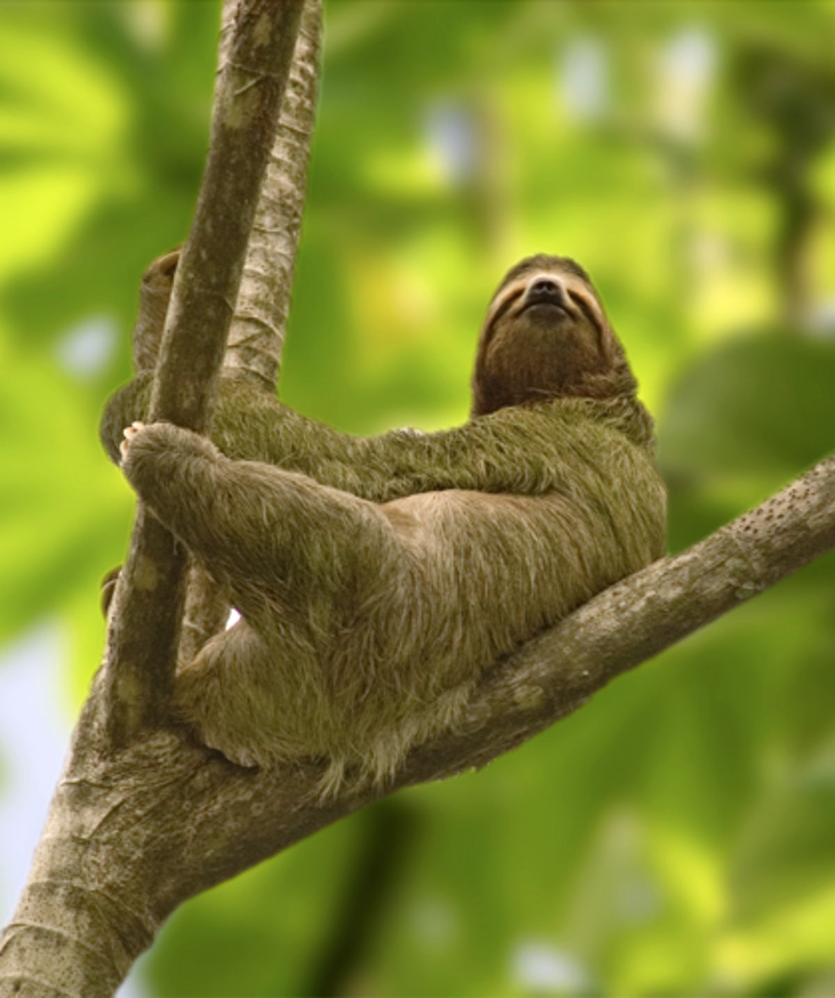 14 animales de Costa Rica y dónde encontrarlos.