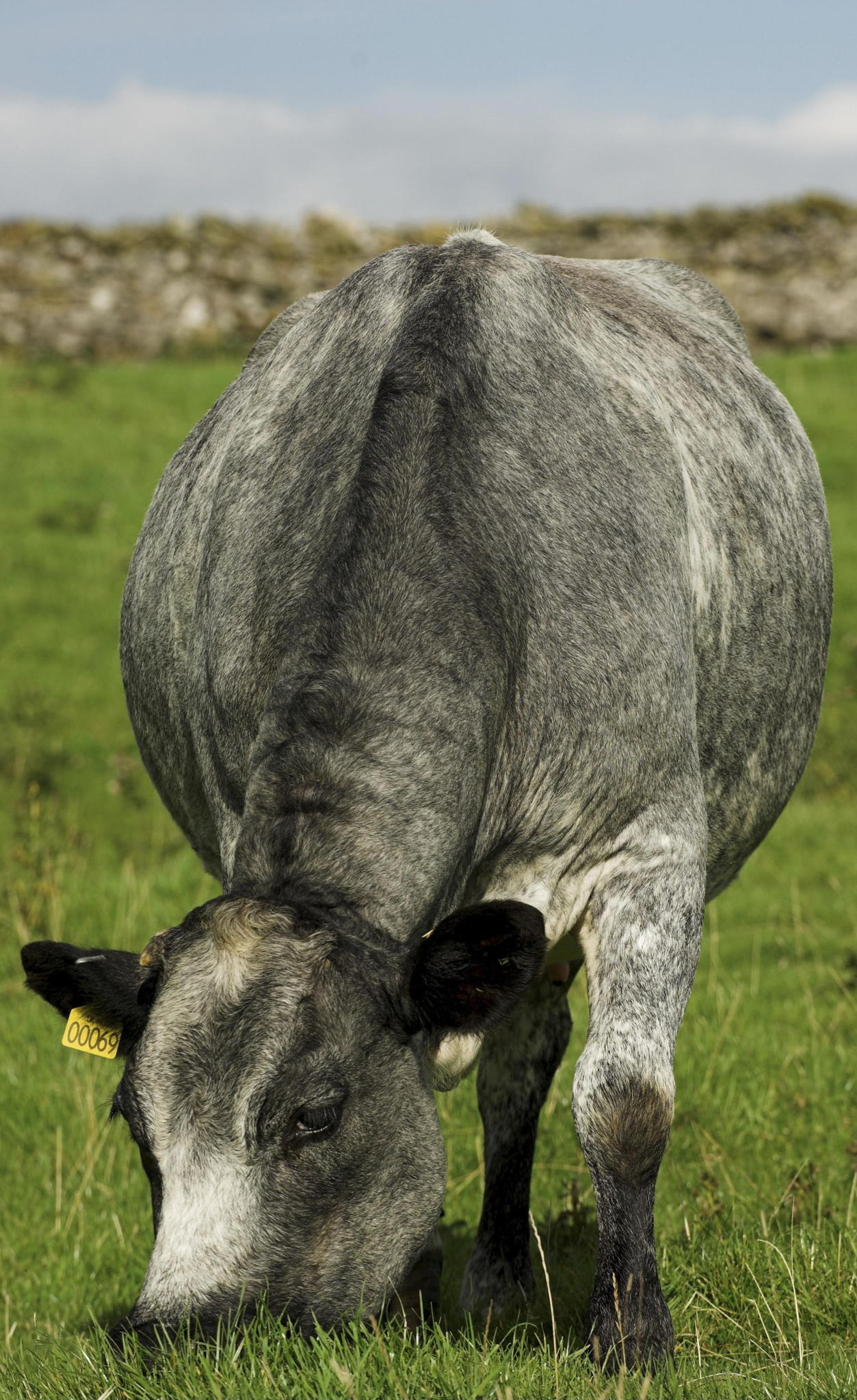 Belgian Blue: The super cow raising eyebrows around the world