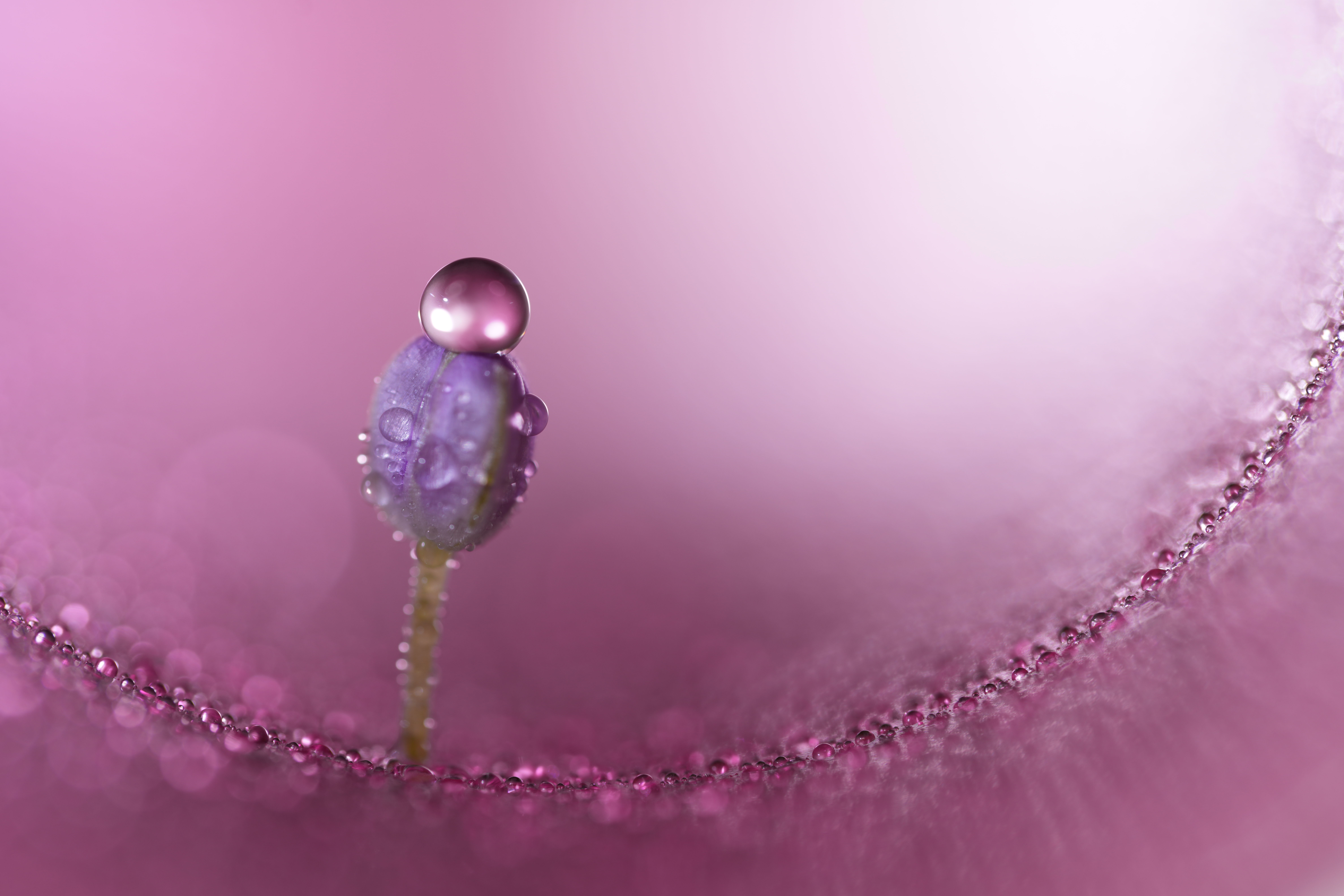 Sony Unveils Sony FE 100mm F2.8 Macro GM OSS: Redefining Macro ...