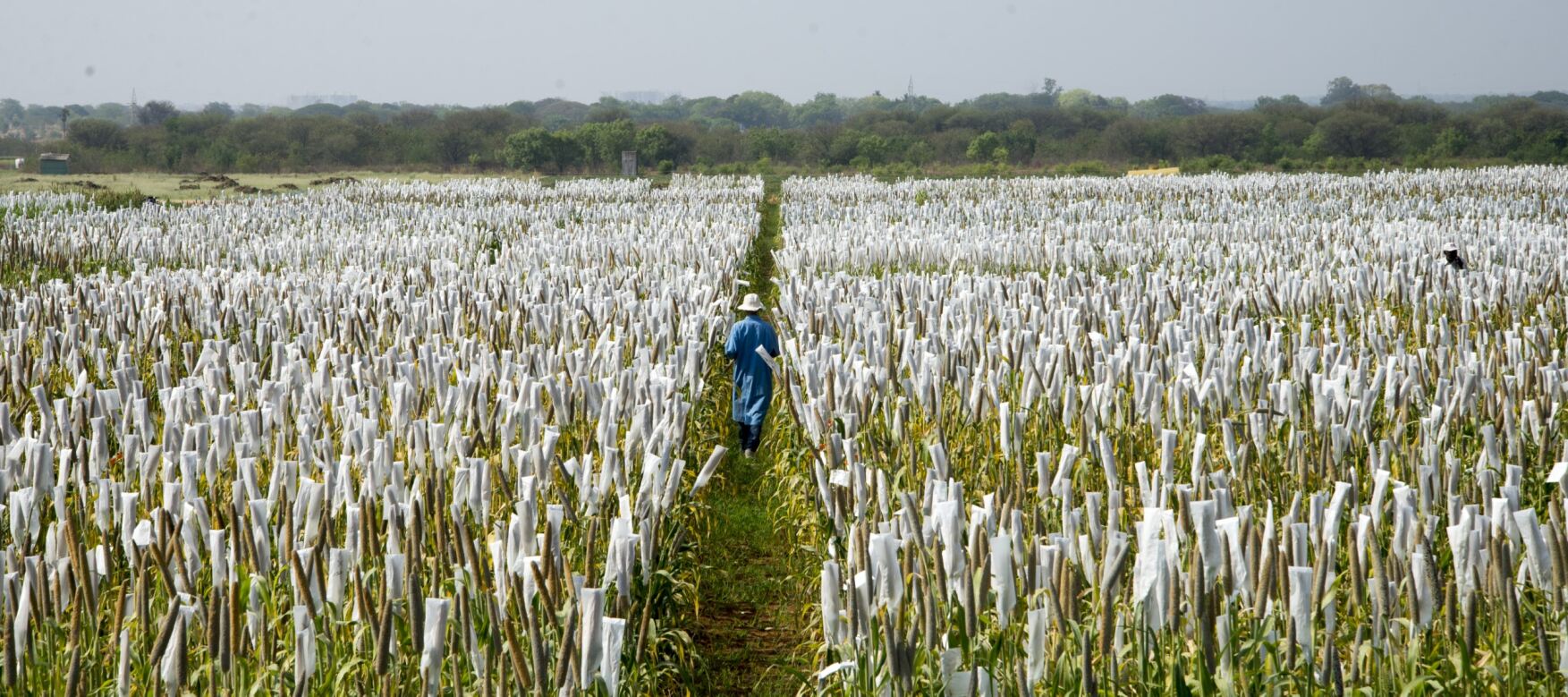 New Research Decodes Pearl Millet’s Climate Resilience and Nutritional ...