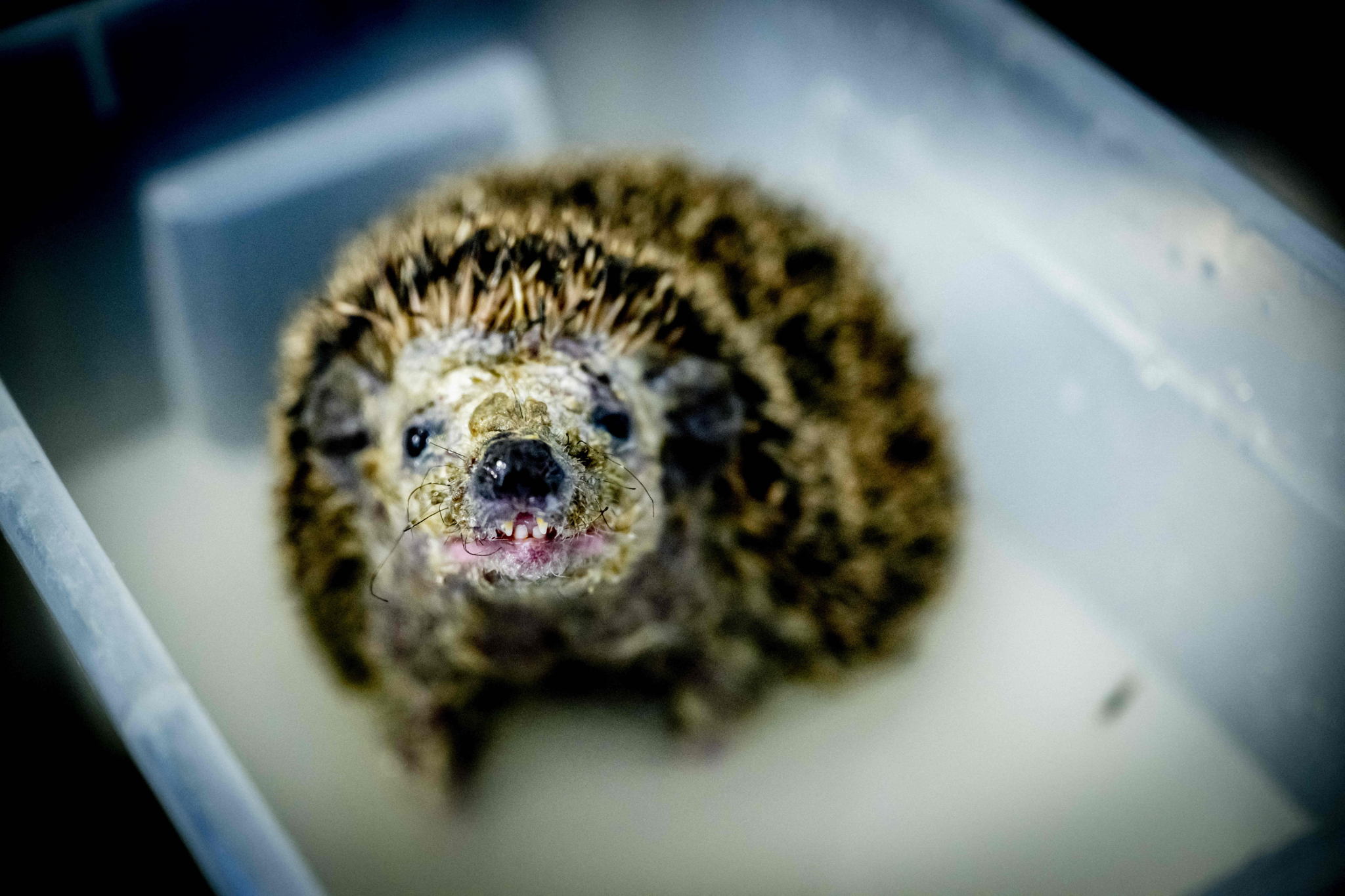 Mysterious disease continues to plague hedgehog populations in Belgium ...