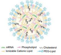 Therapeutic potential of a novel mixture of mRNA in nanoparticles ...