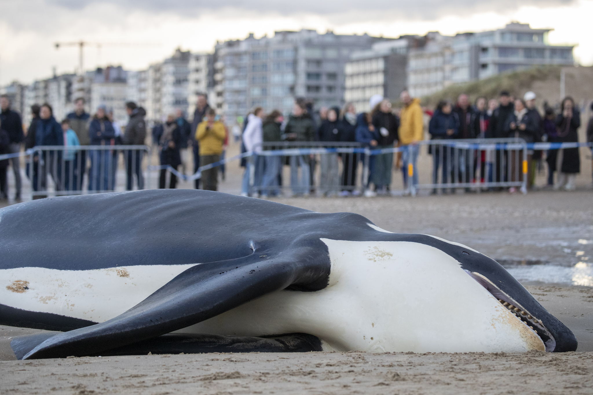 Washed-up orca on Belgian beach: Autopsy fails to find cause of death