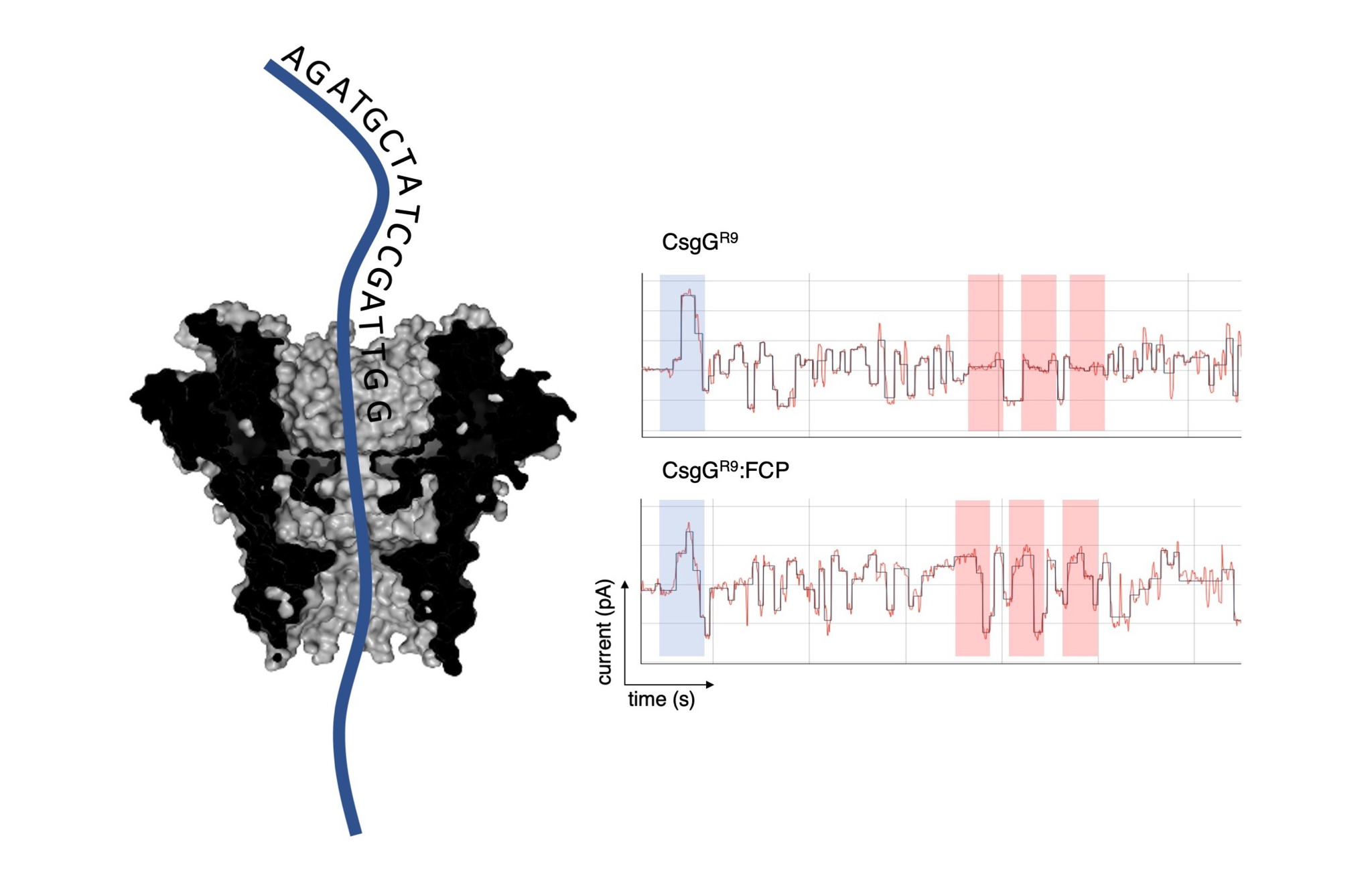 Engineering protein nanopores to improve DNA sequencing