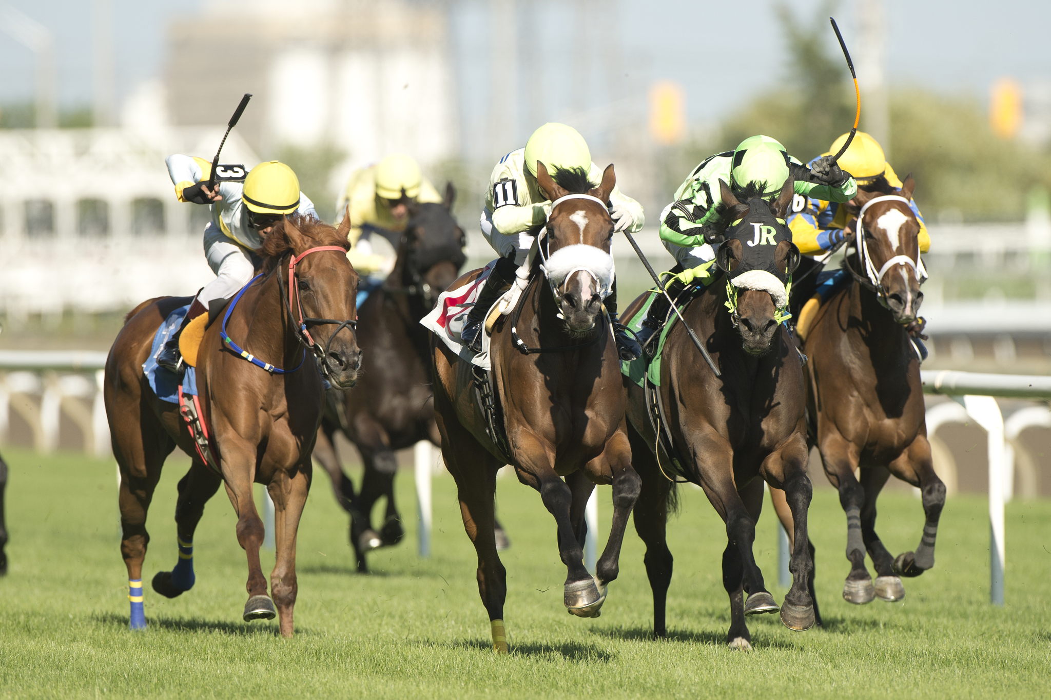 Renovation to the E.P. Taylor Turf Course to Begin After King’s Plate ...