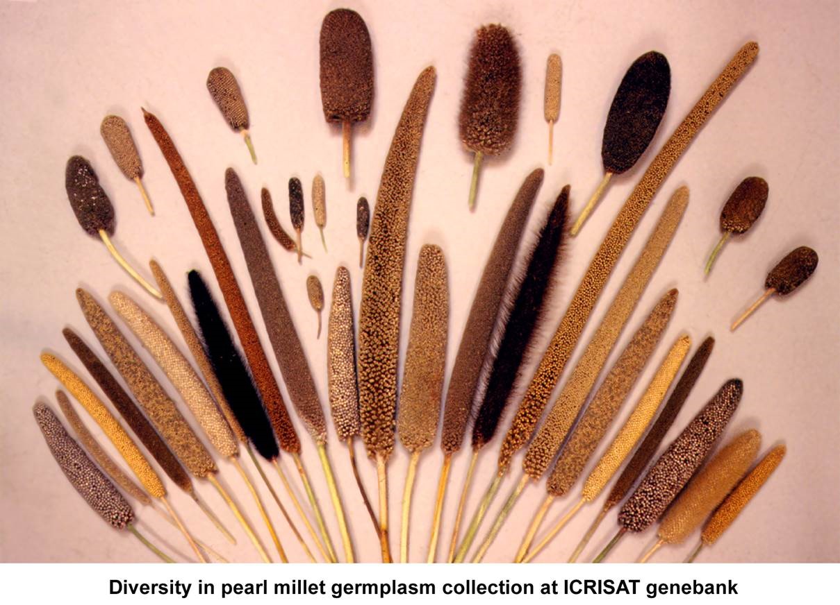 Good practices on millet mainstreaming: NITI Aayog and ICRISAT to share ...