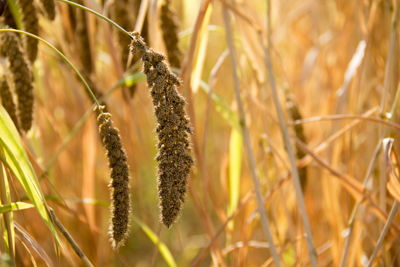Harnessing the Power of Millets in the Global Fight Against Diabetes