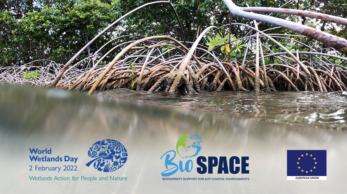 The OECS Recognises World Wetlands Day, 2022 – Times Caribbean Online The OECS Recognises World Wetlands Day, 2022 – Times Caribbean Online