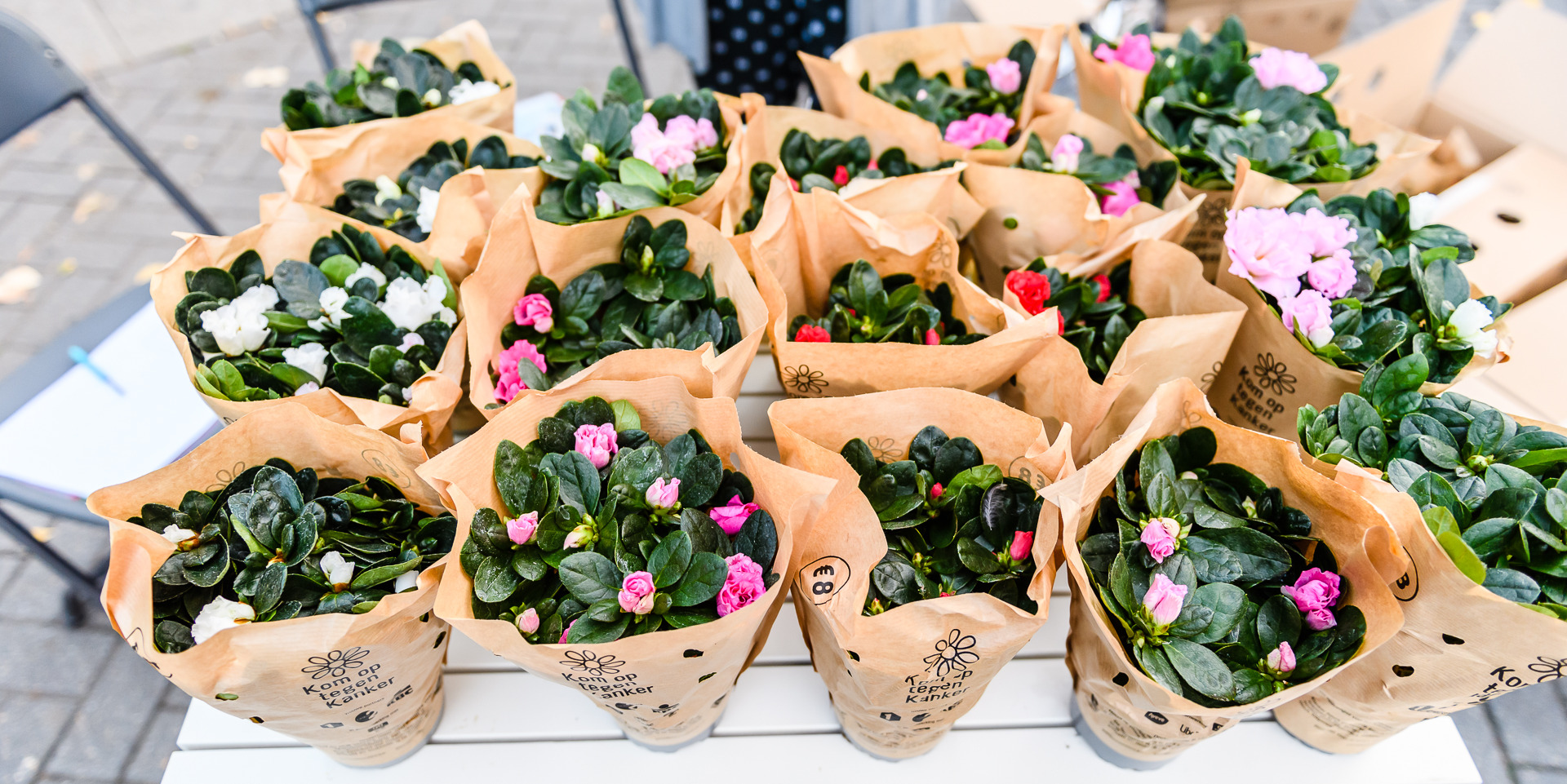 329.560 azalea’s verkocht tijdens 28e editie Plantjesweekend voor Kom ...