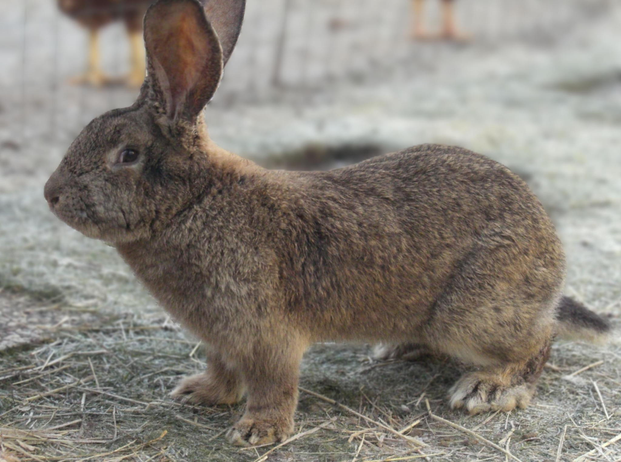 The Flemish Giant: Belgium’s supersized rabbit with a surprising history