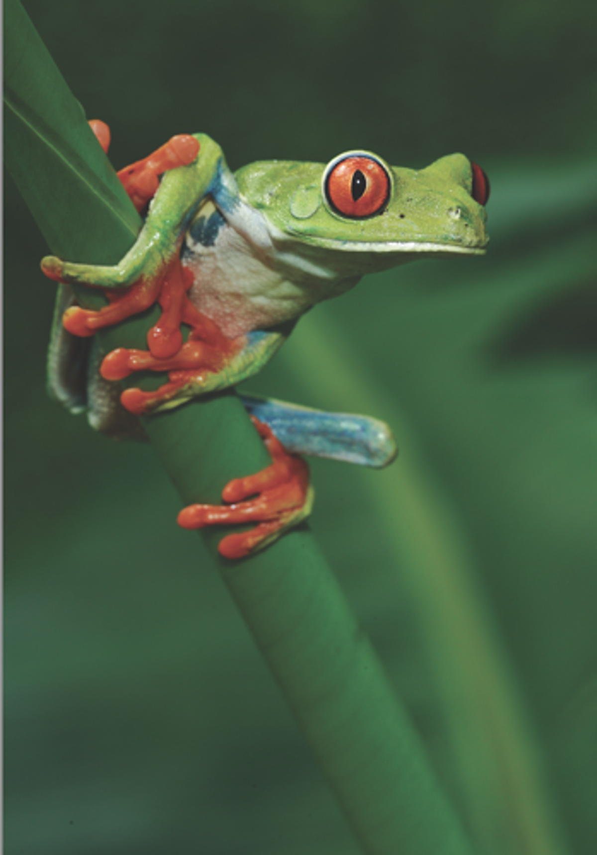 14 animales de Costa Rica y dónde encontrarlos.