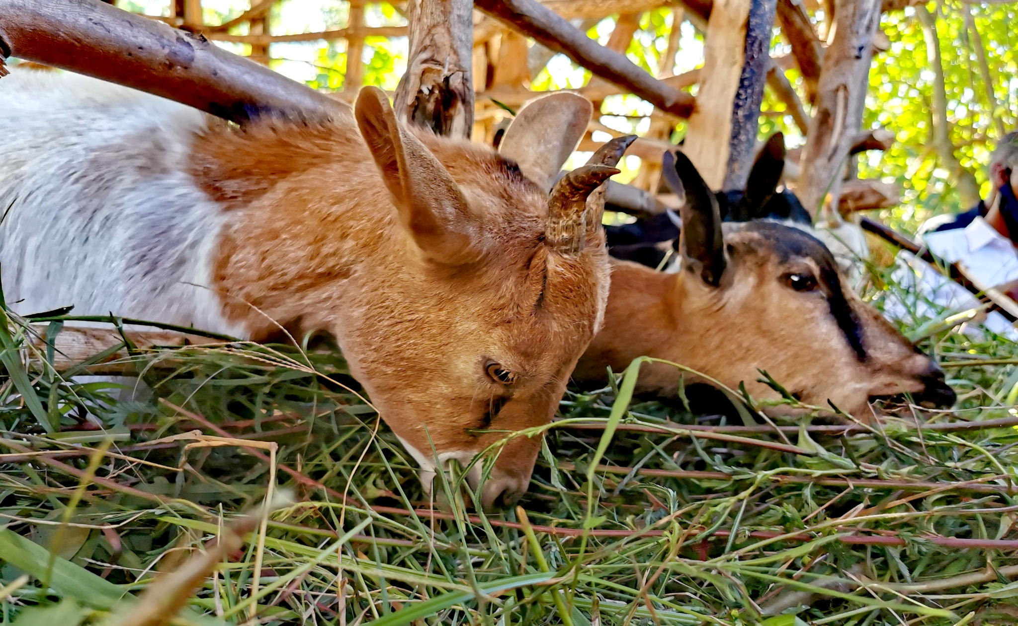 Goat auction sales increase farmers’ agency and incomes in Malawi