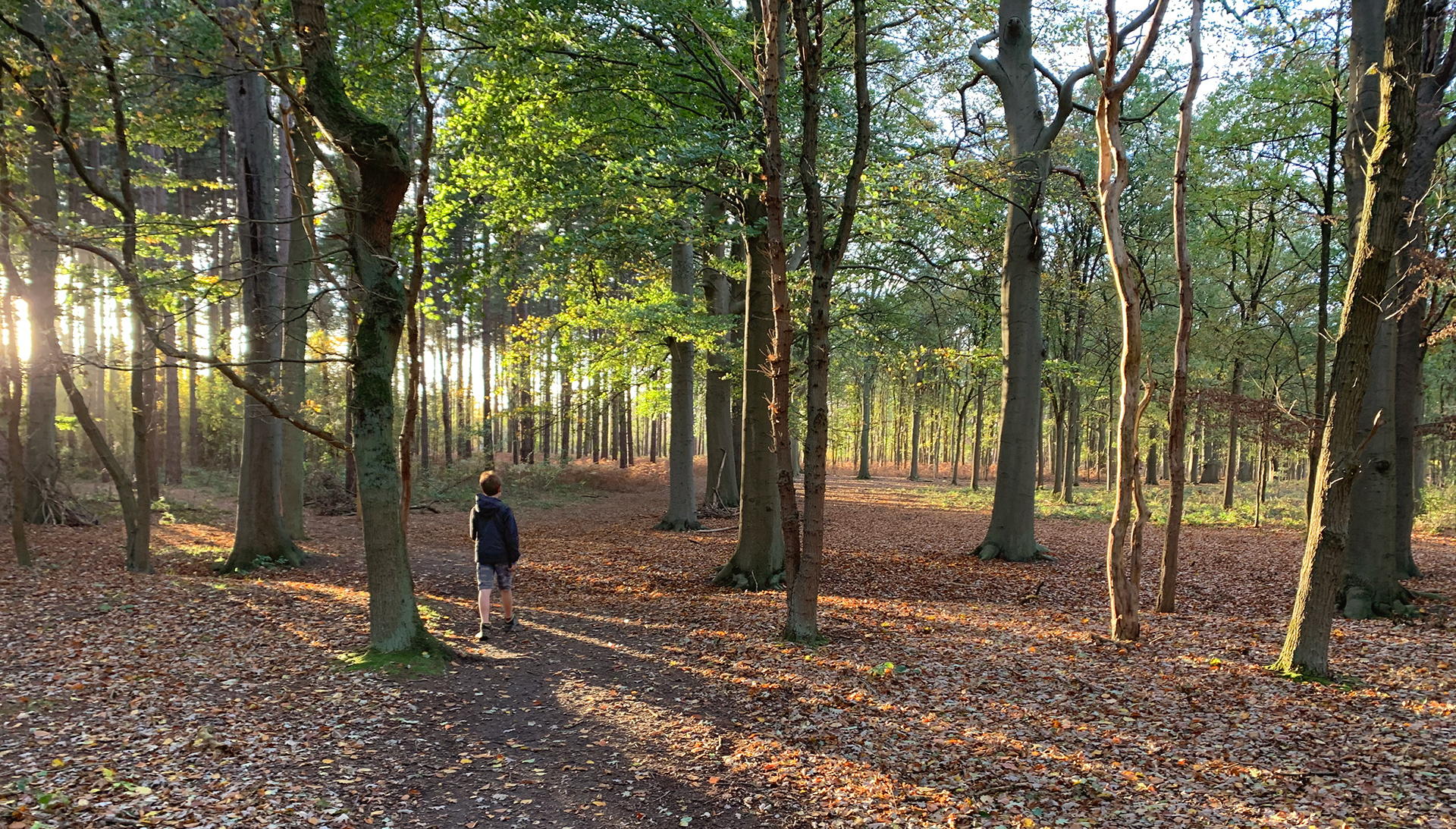 Meer bos voor Vlaanderen