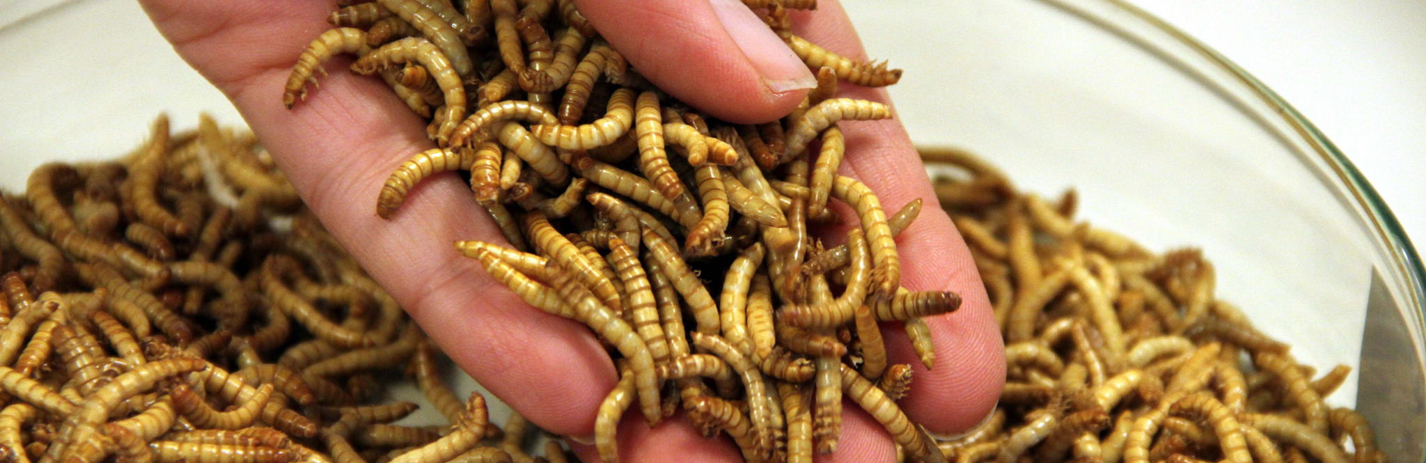 Hoe zet je een duurzame onderneming op rond insectenkweek of ...