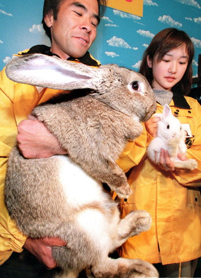 The Flemish Giant: Belgium’s supersized rabbit with a surprising history
