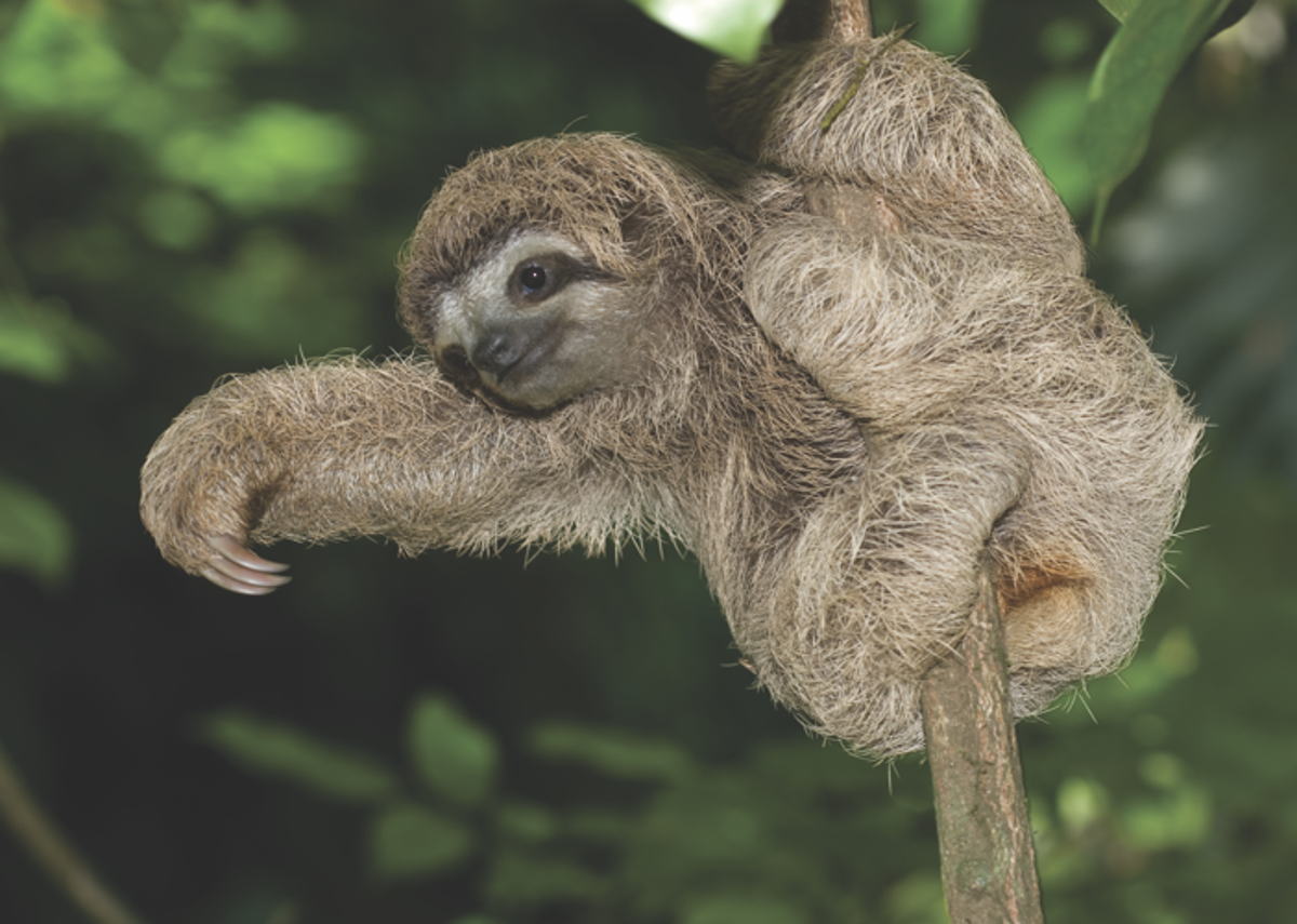 14 animales de Costa Rica y dónde encontrarlos.