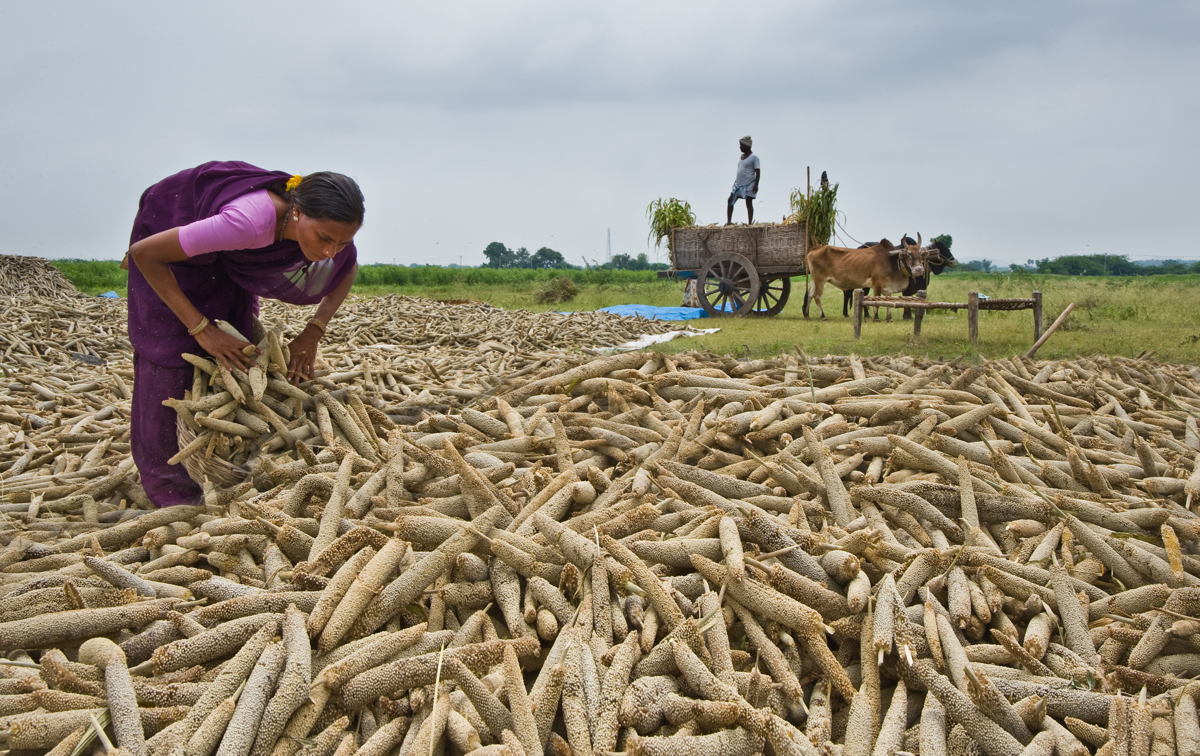 Farm to fork: An overview of millet supply chains in India