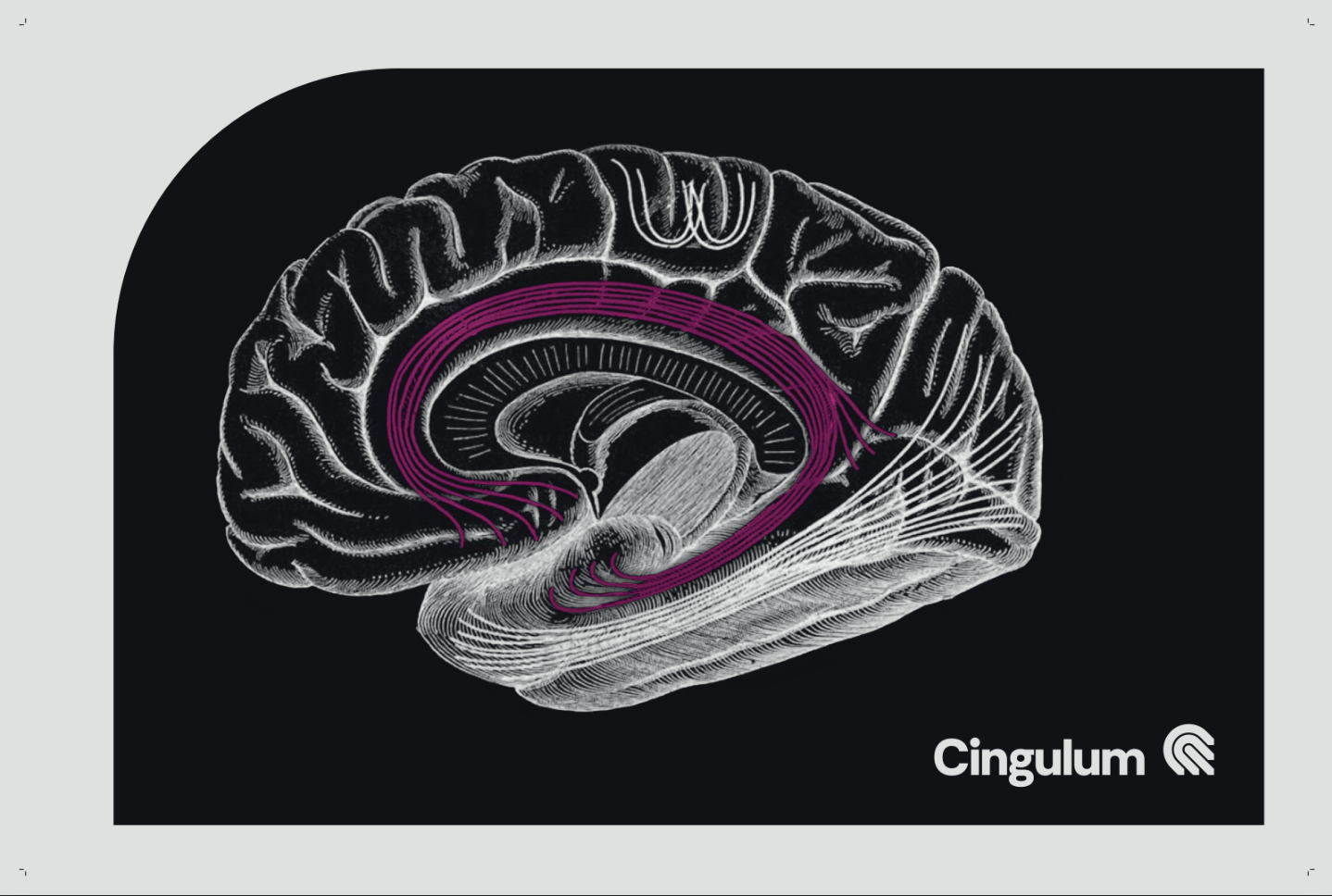 CRANIUM introduceert cybersecurityspecialist Cingulum