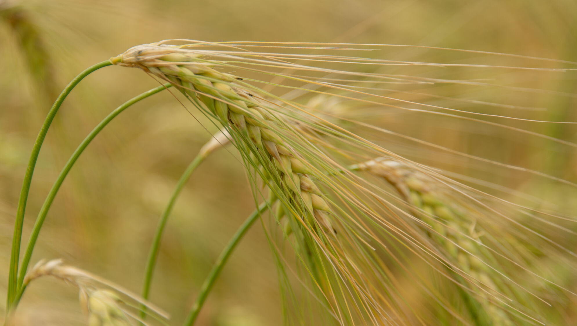 Wat als landbouwers door huidige wateroverlast niet kunnen voldoen aan ...