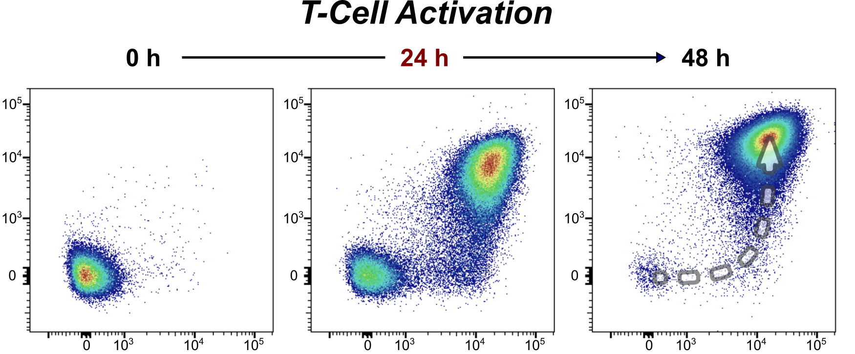 Verbeteren hoe immuuncellen reageren op een bedreiging