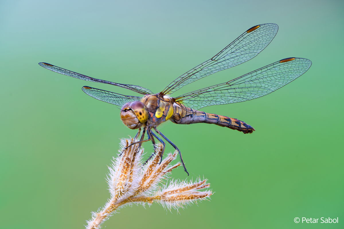 Sony Unveils Sony FE 100mm F2.8 Macro GM OSS: Redefining Macro ...