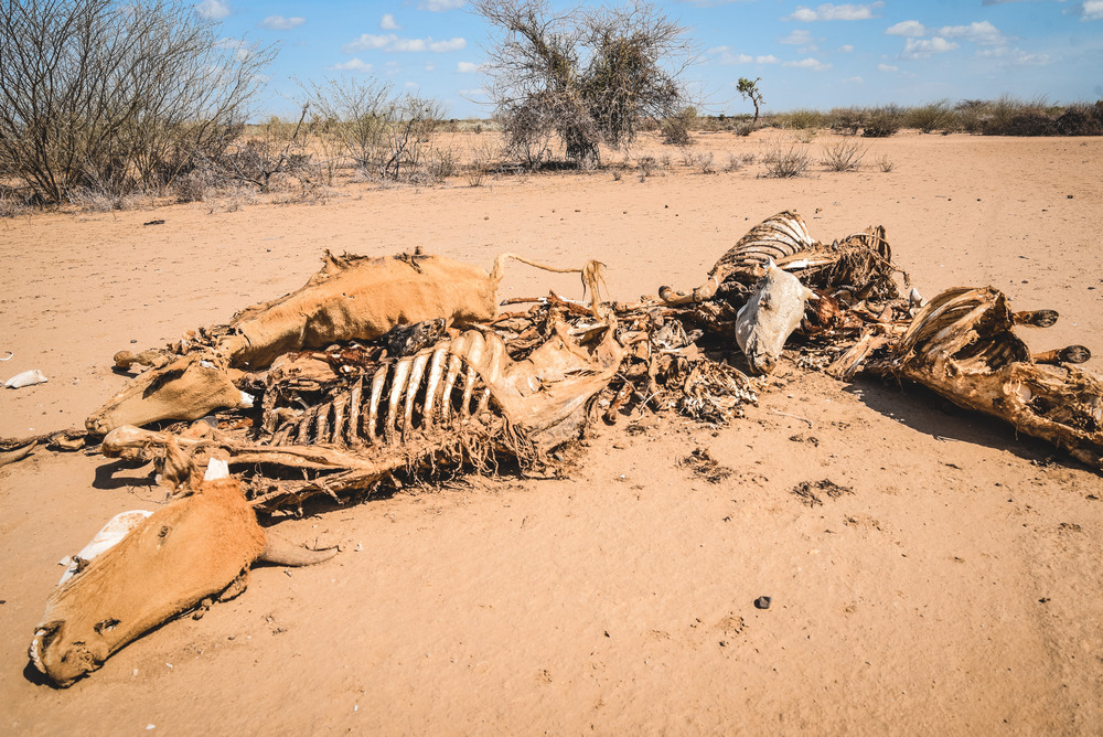 COP27: The triple threat of climate change, conflict, and health ... COP27: The triple threat of climate change, conflict, and health ...