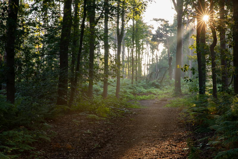 Ontdek de Oost-Vlaamse natuur tijdens de Week van het Bos