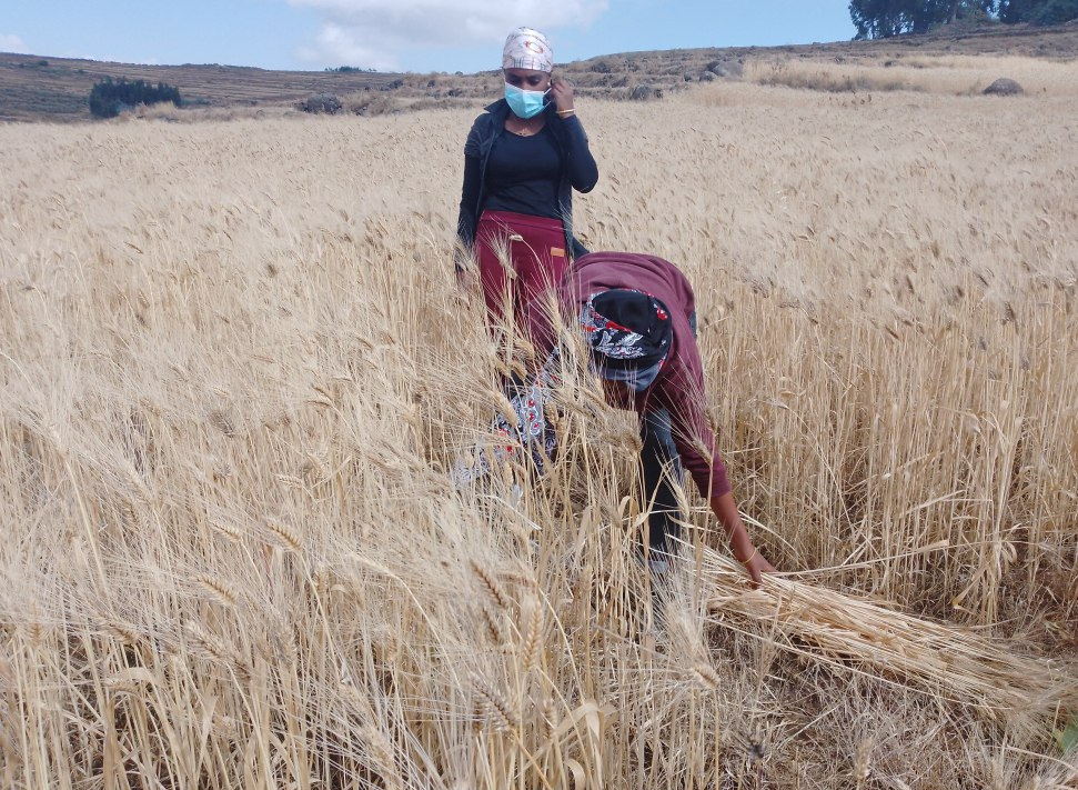 Transforming Ethiopia’s Agriculture Through Agronomy Innovation: The ...