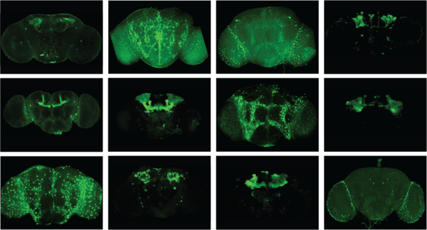 Advancements in single-cell neuroscience at VIB