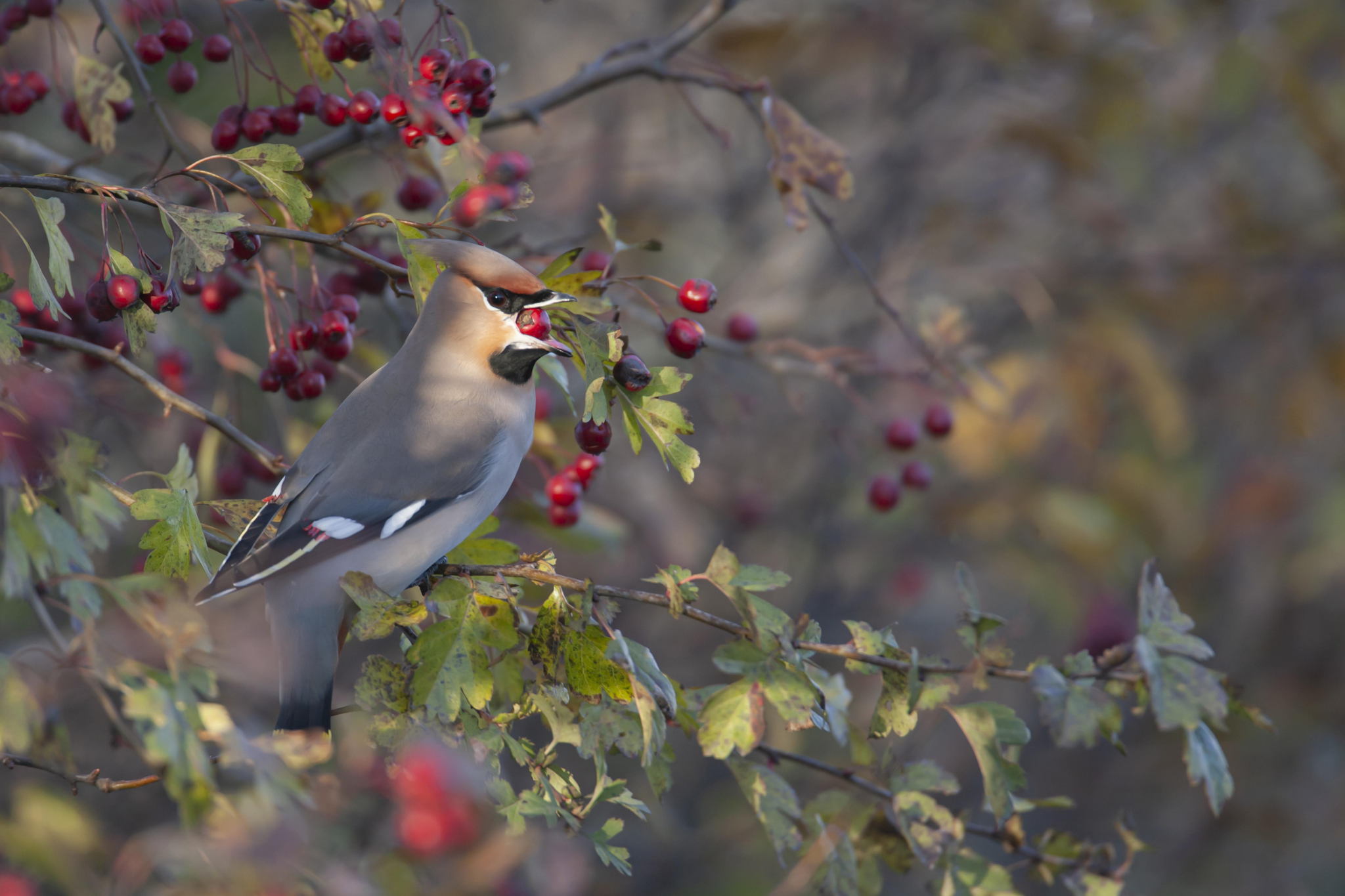 Persistent cold brings birds from the far north to Western Europe