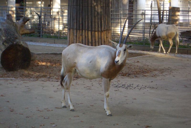 Following constructive dialogue with GAIA, the Antwerp Zoo and ...