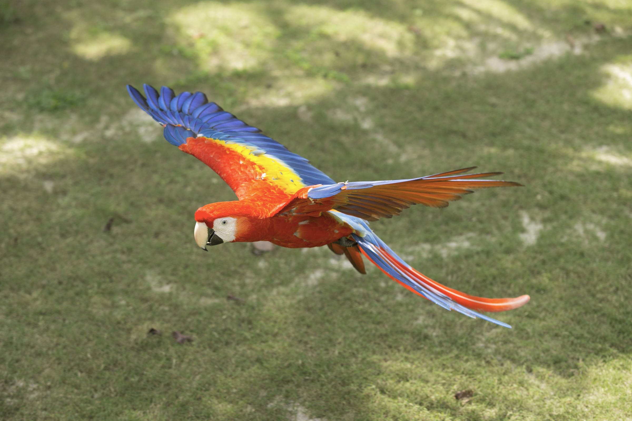 ¿Por qué es tan importante la reciente reintroducción de 16 guacamayas ...