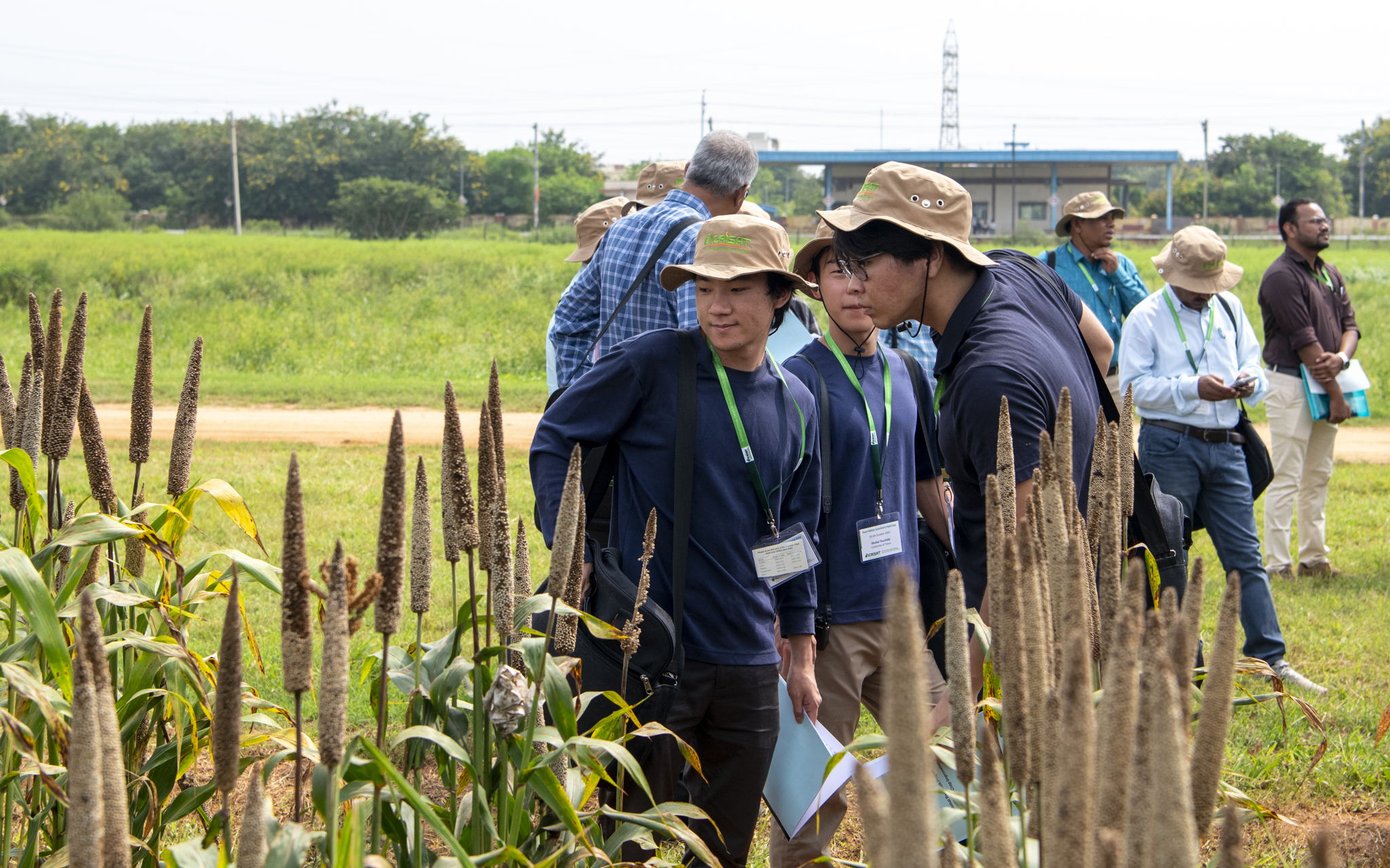 Biofortified Forage, Summer Pearl Millet, and Multi-Trait Cultivars ...